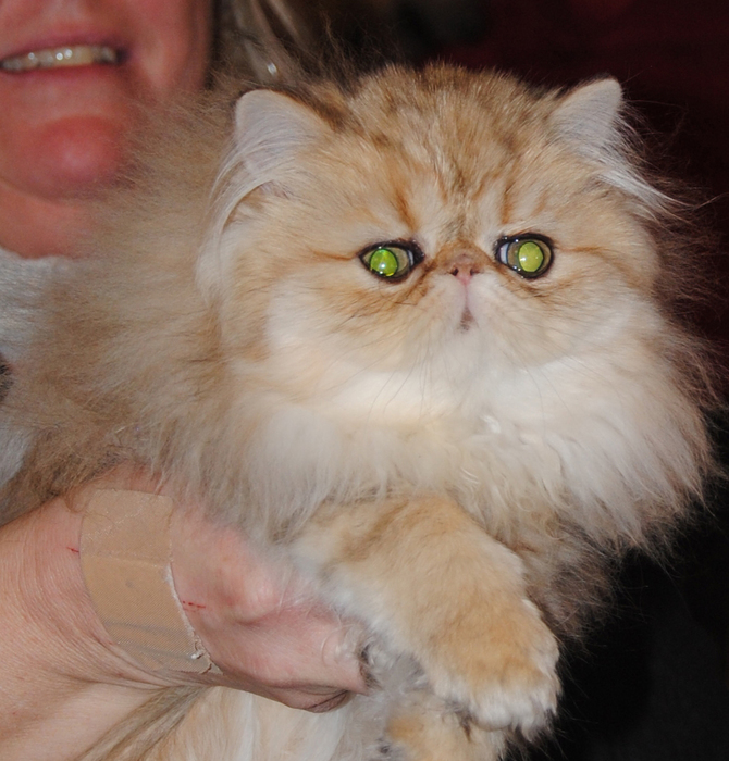 Årets katt 2016 :: Silvernews